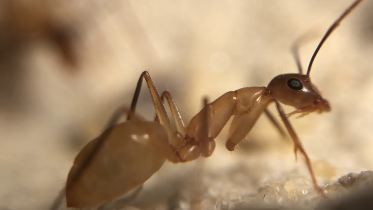 Camponotus Ocreatus Cam 🐜 Tar Heal Ants Mini Hearth Formicarium. Close ...
