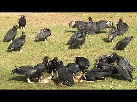American Black Vulture Swarm VS Deer! Natures Waste Disposal Unit - YouTube