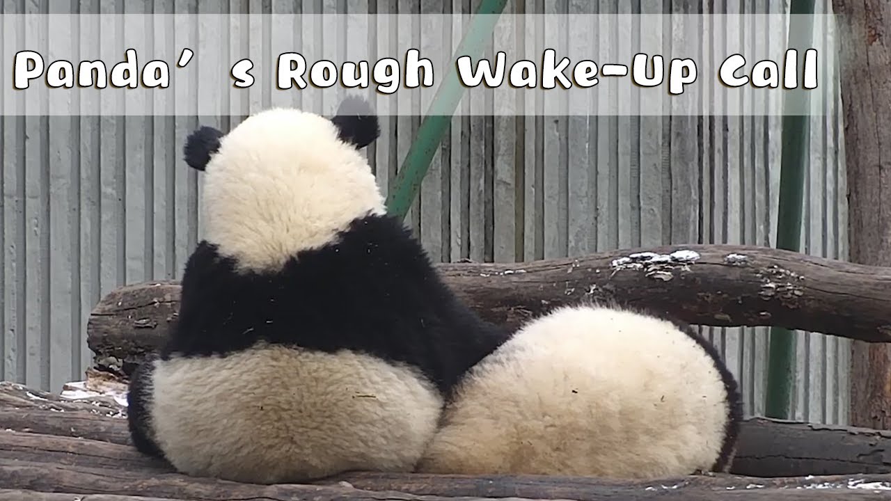 Panda’s Rough Wake-Up Call | iPanda - YouTube