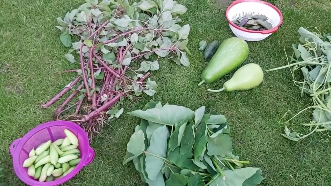 Amar shokher baganer onek shak shobji tula hoyechey | Shokher bagan ...