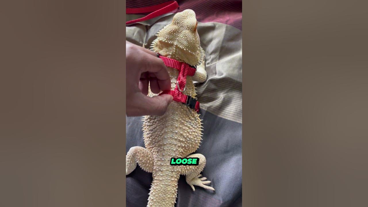 Trained Bearded Dragon #nature #reptiles #shorts #beardeddragon #lizard - YouTube