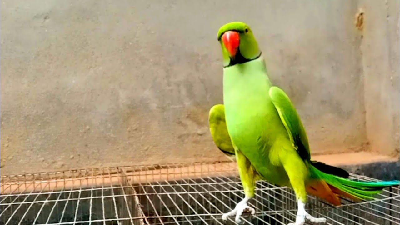 parakeet talking/ so nice fanny and dancing - YouTube