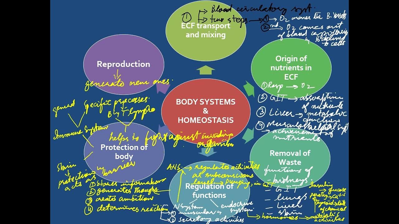 LECTURE 4 HOMEOSTASIS, DISRUPTED HOMEOSTASIS & FEEDBACK LOOP - YouTube