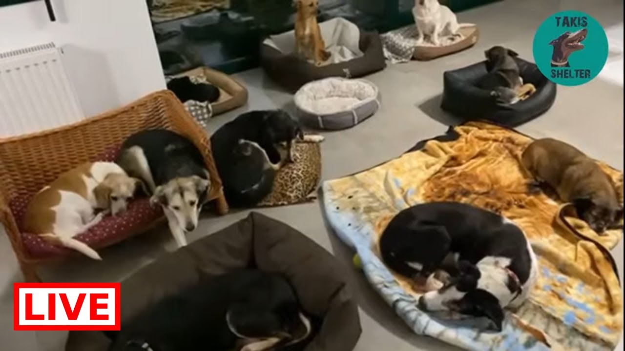 A house full of dogs - Takis Shelter - YouTube