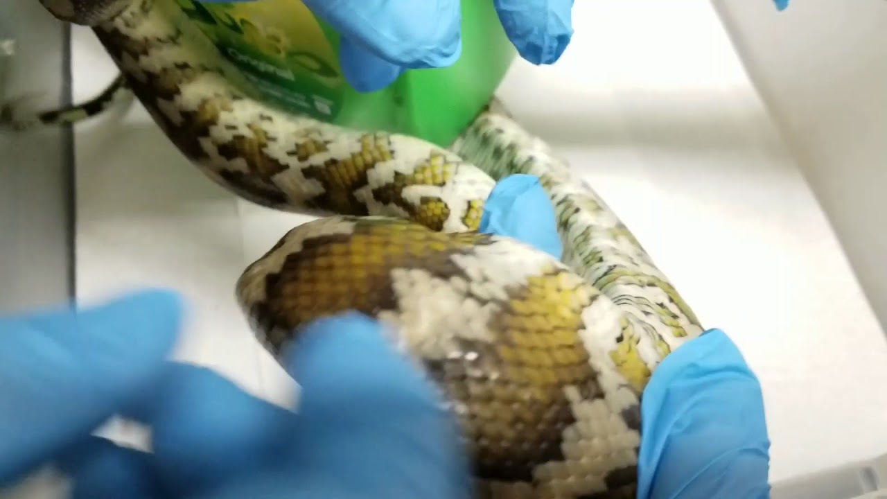 Tick REMOVAL From Carpet Python YouTube tick-removal-from-carpet-python-youtube