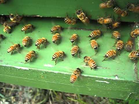 Honeybees fanning the entrance of their hive. - YouTube