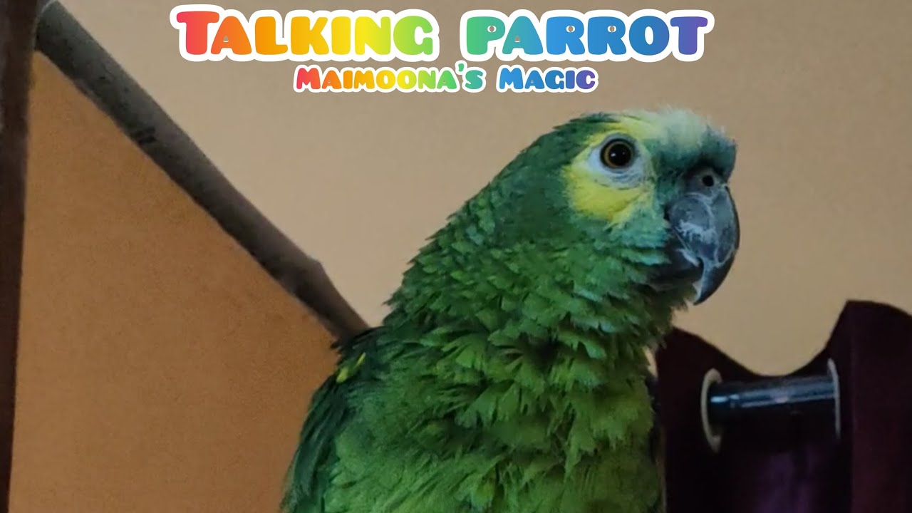 Talking Parrot || Funny Parrot || Pet Parrot || Maimoona's Magic ...