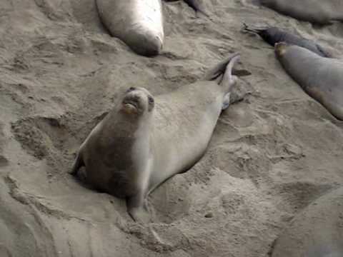 Seal giving birth 011210 - YouTube