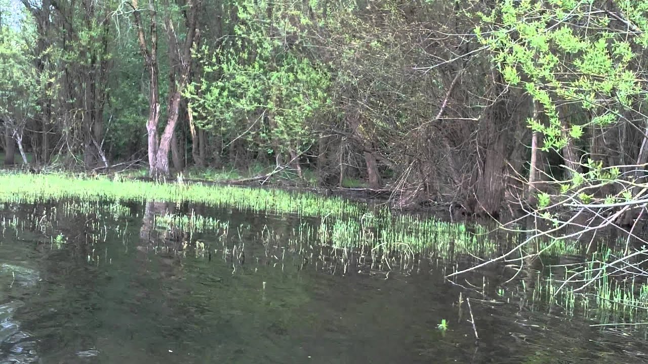 Short Kayak trip on Smith & Bybee Lake - Clip 7 - YouTube
