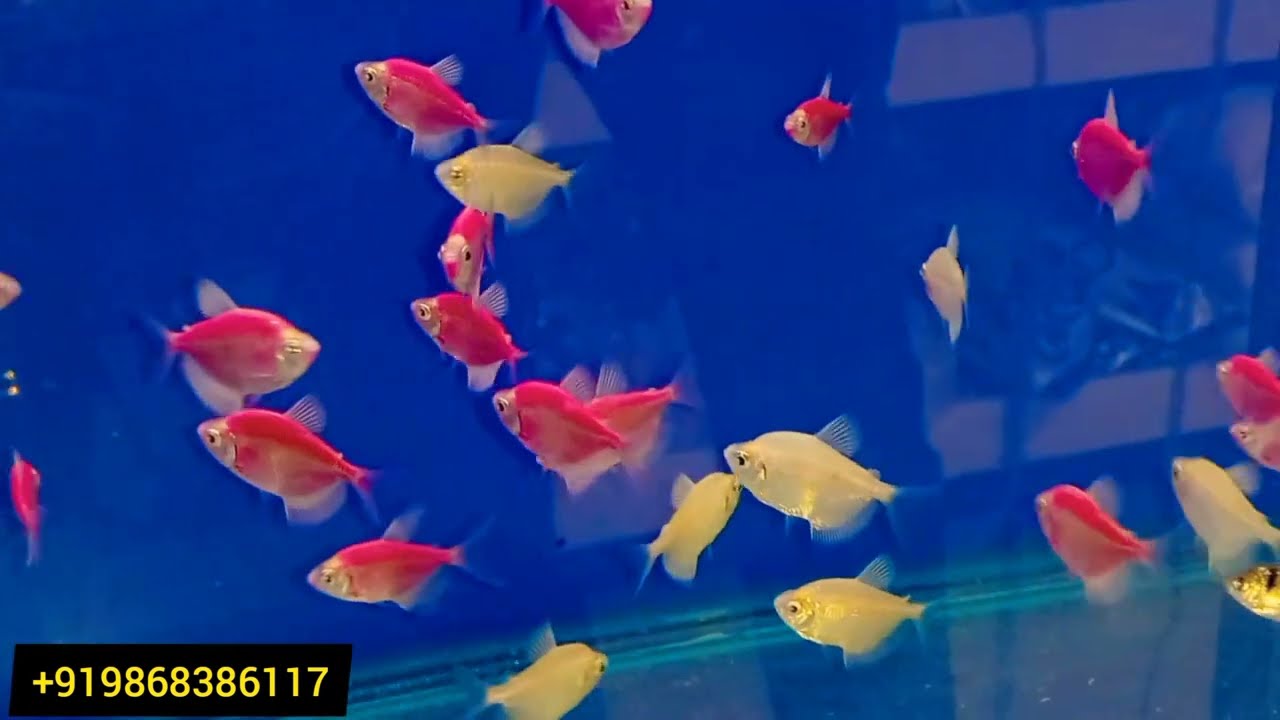 NEW HIDDEN GHITORNI BEST FISH AQUARIUM SHOP, FISHES AT *FISHERMAN'S ...