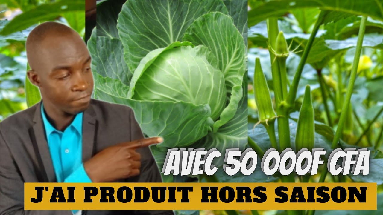 comment produire le gombo et les choux hors saison avec un petit ...