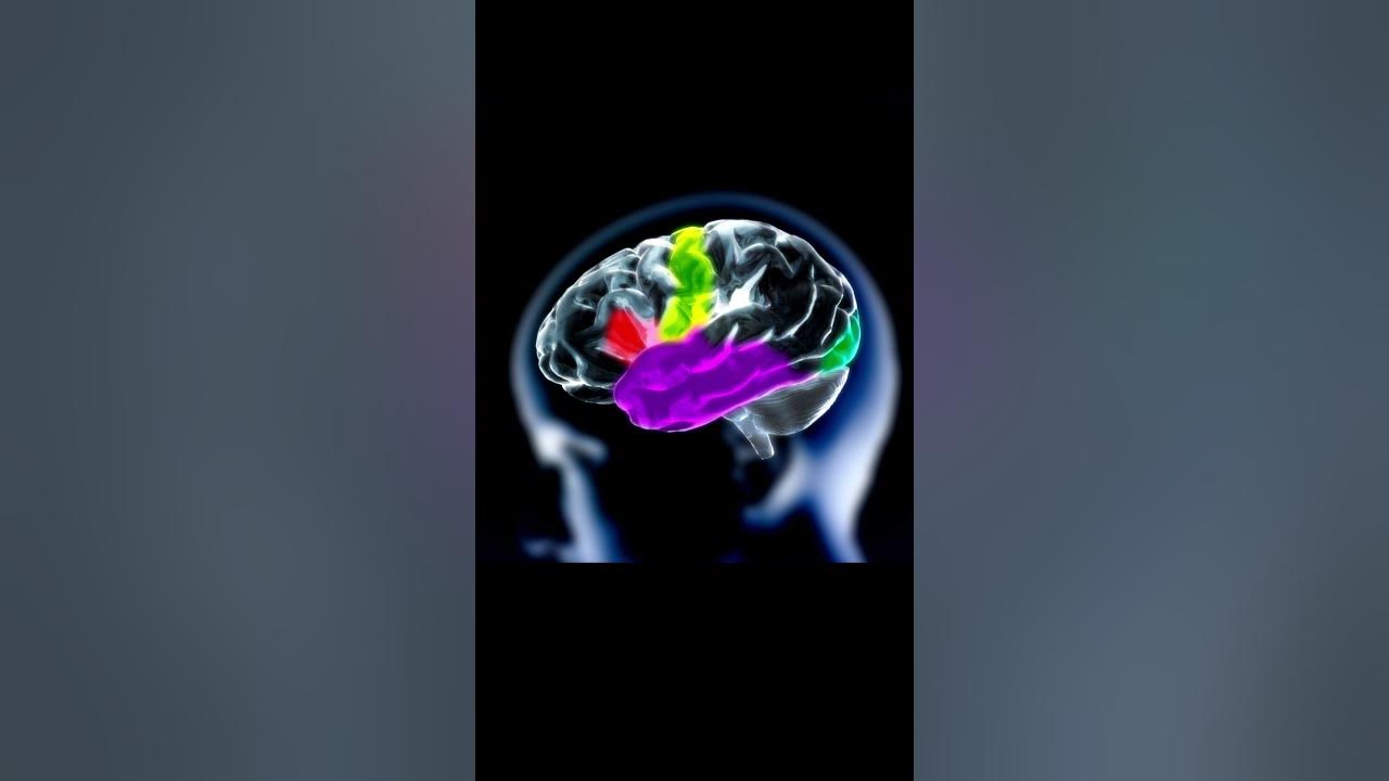 Brain Shut Down in Paralysis: Animated Explanation! - YouTube