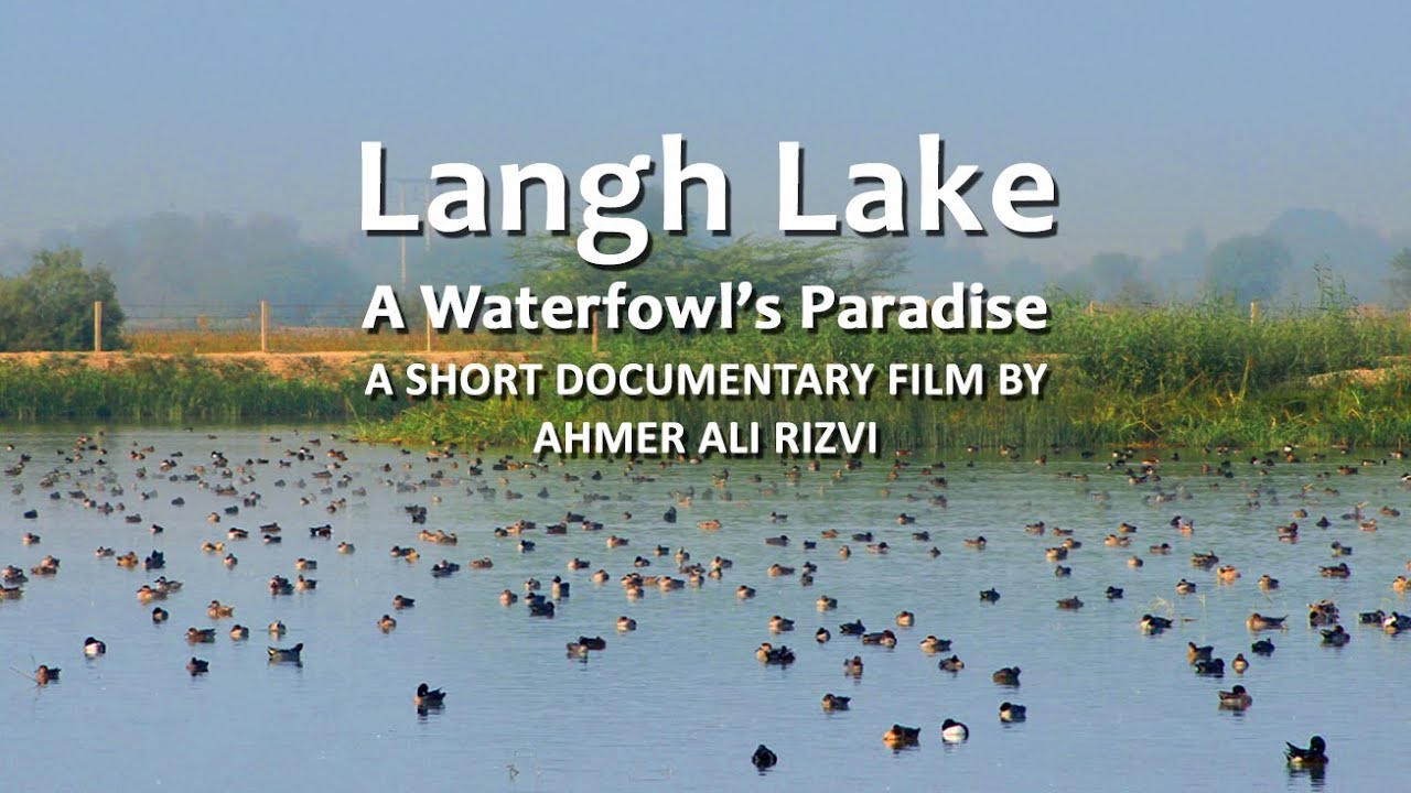 Langh Lake - A Waterfowl's Paradise - YouTube