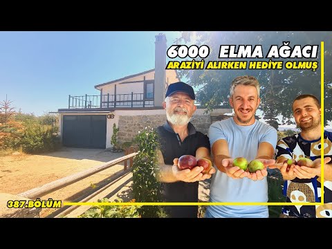 87 dönüm çiftlikte, hayvanlar ve RESTORE EDİLMİŞ KÖY EVİ ile bir baba-oğulun GELECEK HAZIRLIĞI!