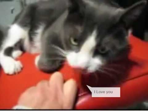 Cat, Get Off MY Chair!!! - YouTube
