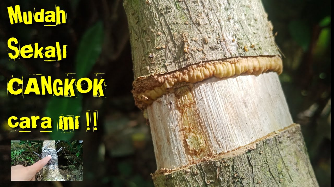 CARA MUDAH CANGKOK SANCANG DIJAMIN BERHASIL !! - YouTube