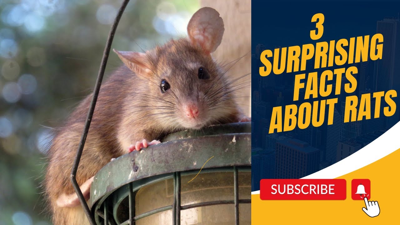 Rat Revelations : 3 Surprising Facts Rats You Need To Know - YouTube