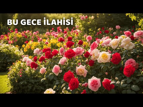 ✨ Bu Gece Yandım: Resulün Aşkına Yanan Gönüllerden Bir İlahi 🌹