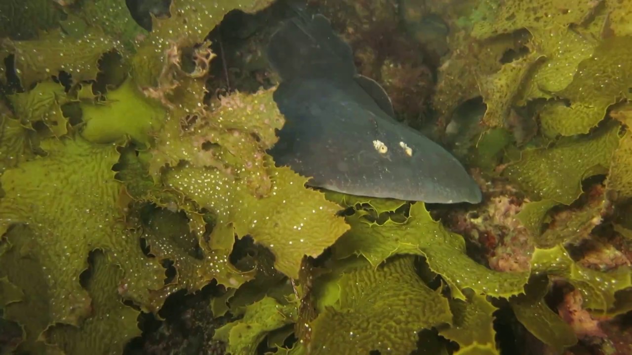 Numb fish the electric eel of the sea - YouTube