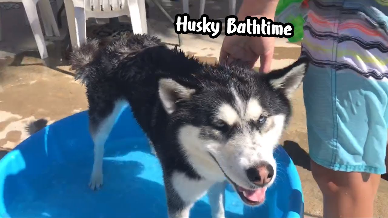Husky Bath Time - YouTube