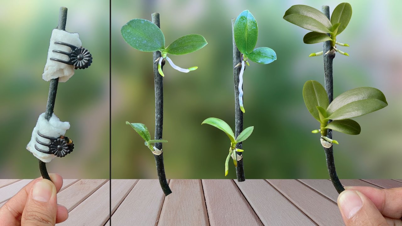 Replicating orchids with unique method: easier than ever before - YouTube