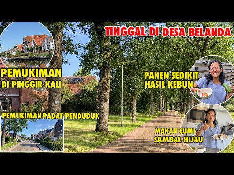 PETIK APA YANG ADA DI KEBUN | PANEN SEDIKIT DI KEBUN MINI BELAKANG RUMAH DI DESA BELANDA