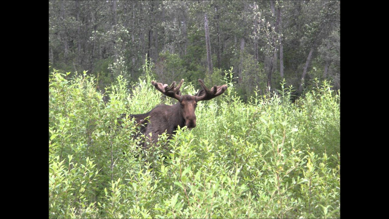 Alaska and Anvik Lodge (UNOFFICIAL 2013 Trailer) - YouTube