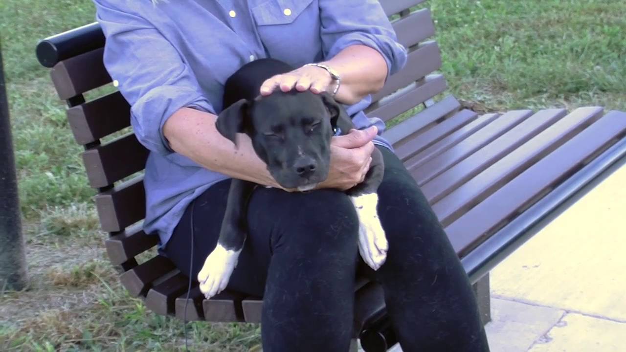 Pet of the Week: Meet Carson - YouTube