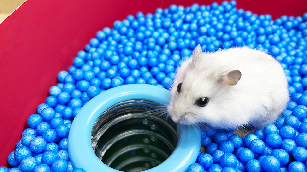 Fun Maze with Hamster Pool - Rainbow Pyramid Maze - YouTube