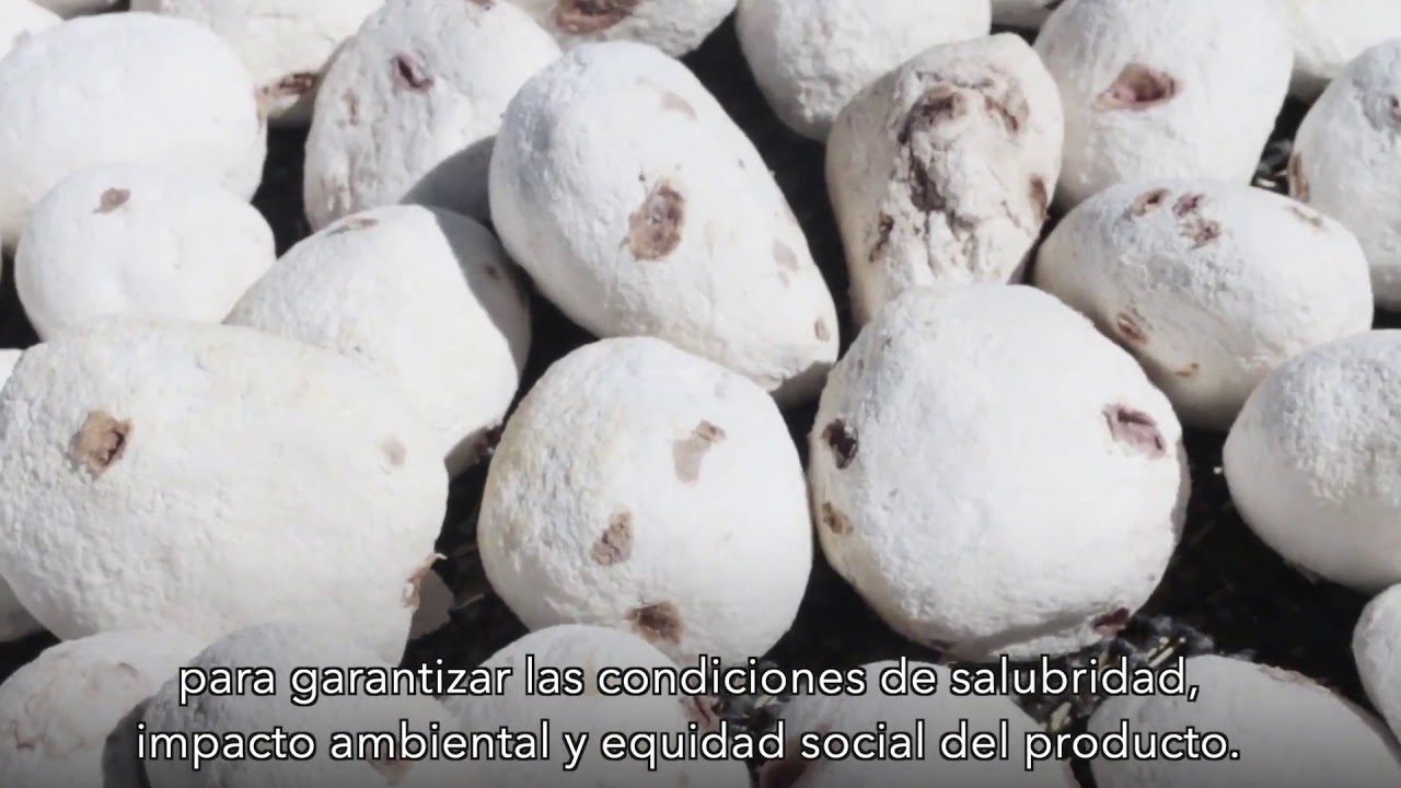 Requisitos de calidad de la tunta (chuño) - Inacal TV 84 - YouTube