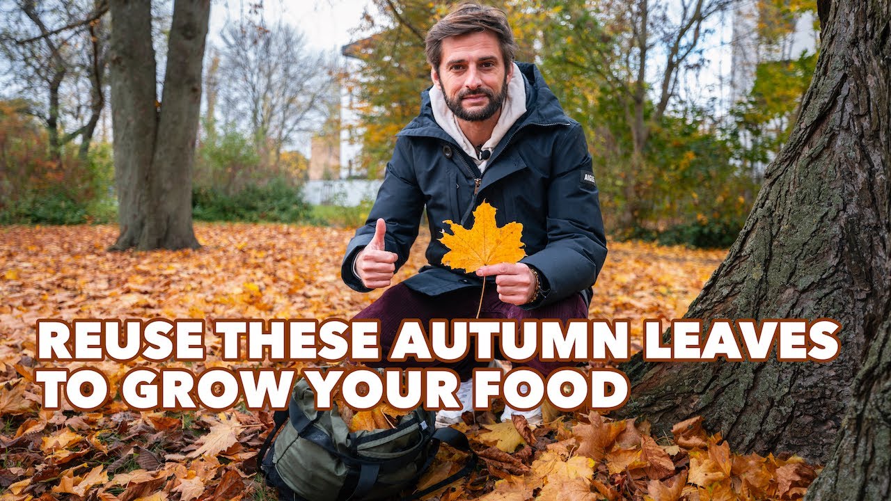 How to reuse Autumn Leaves in your garden to grow your food : Mulching ...