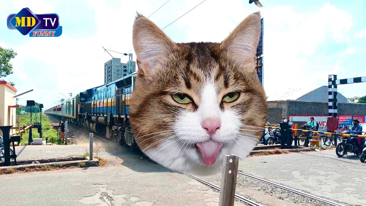 😜COMEDY CAT TRAIN FACE VIDEO - Billi ki comedy video - train funny ...