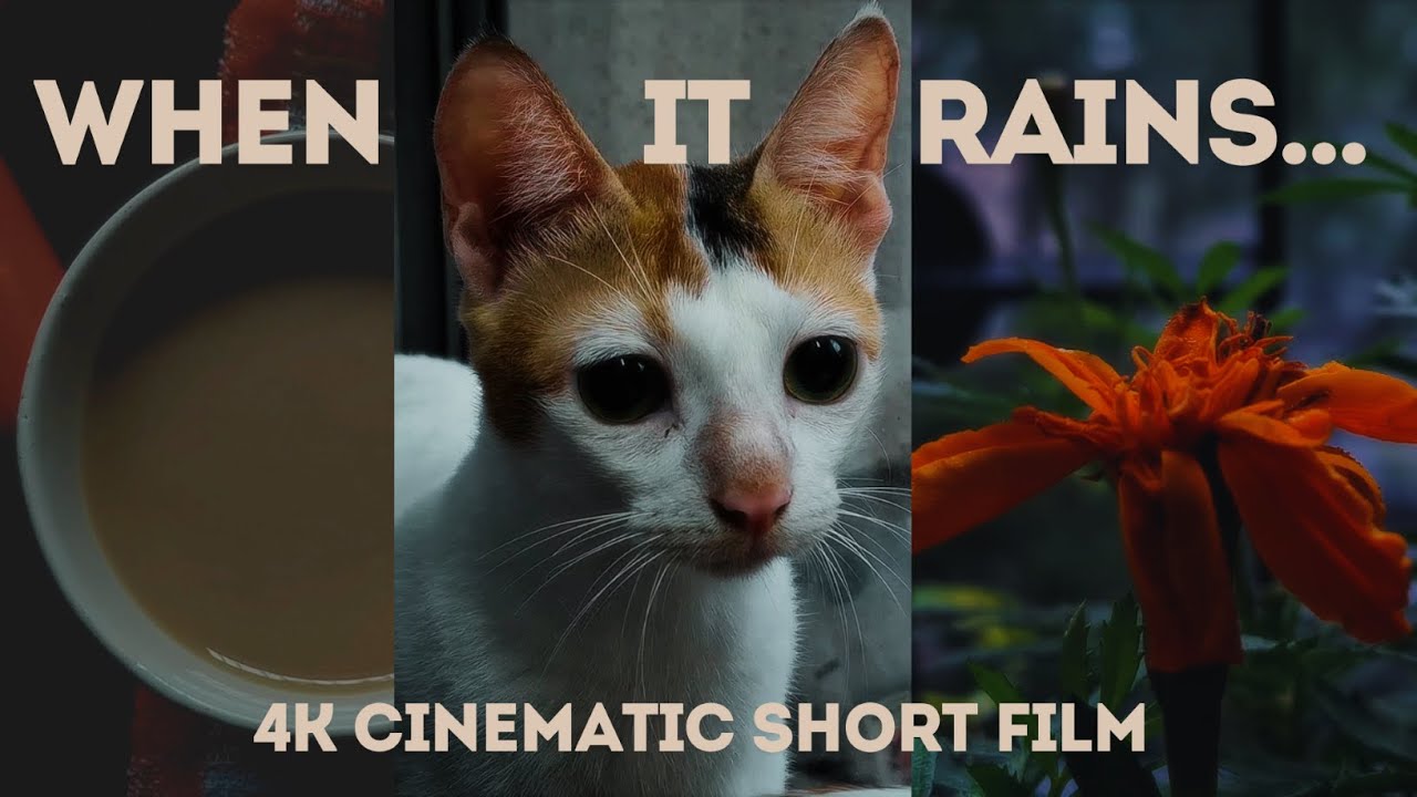 When It Rains... | Cinematic 4K Short Film | Ft. Monsoon, Cats, Coffee ...