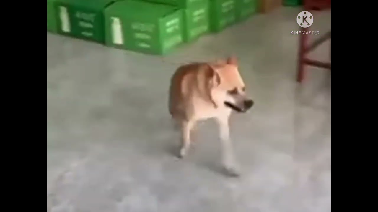 Goofy ahh dog - YouTube