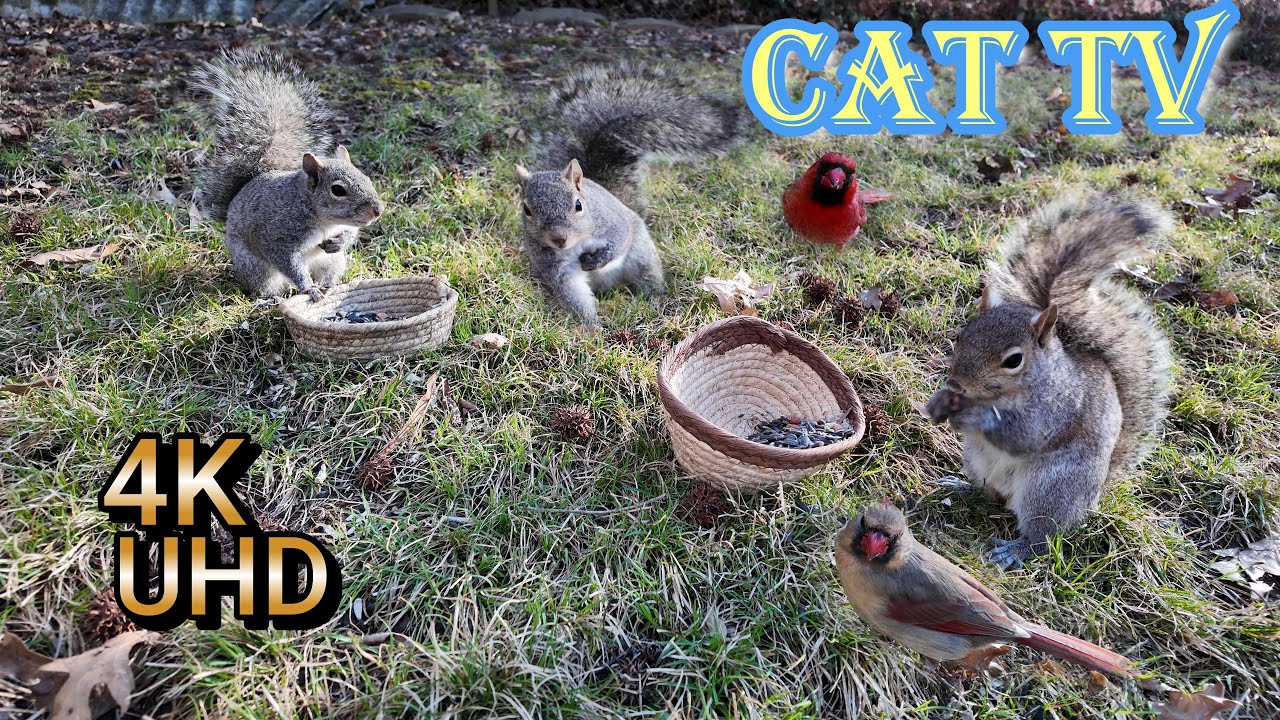 8 Hours of Squirrels with Cardinals | Relaxing Pet TV for Cats & Dogs ...
