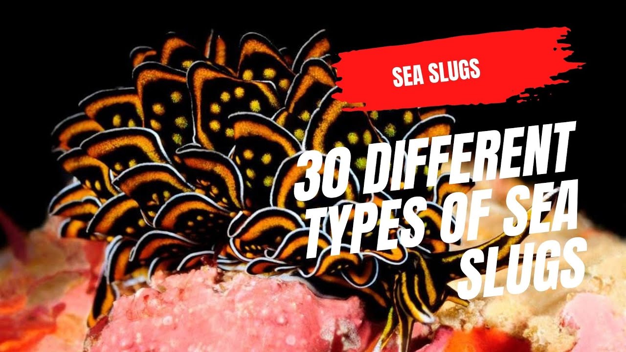 30 Different Types of Sea Slugs - YouTube