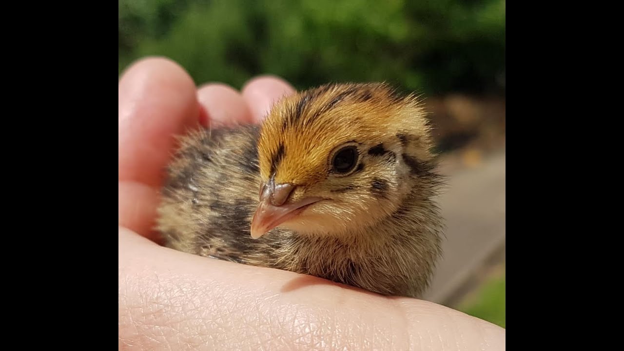 Quail Amazon - YouTube