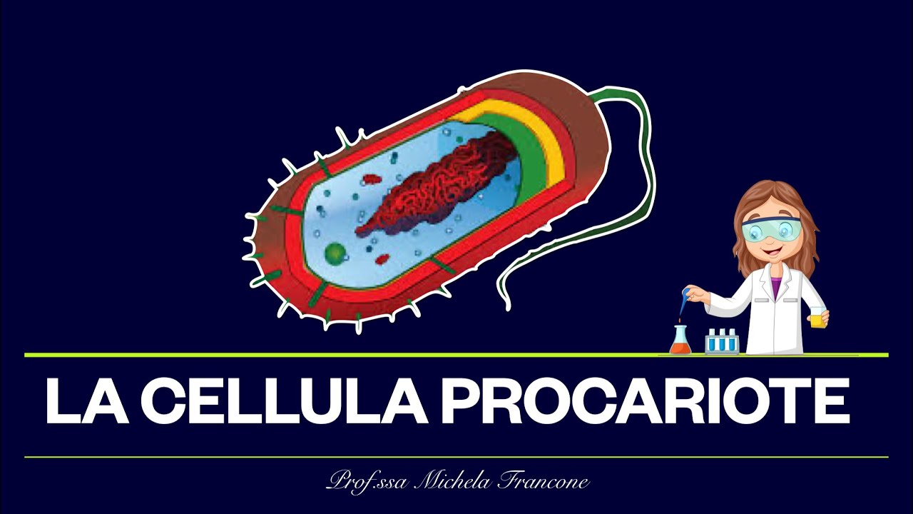 La cellula procariote - #scienze - YouTube