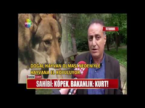 Sahibi: Köpek, Bakanlık: Kurt!