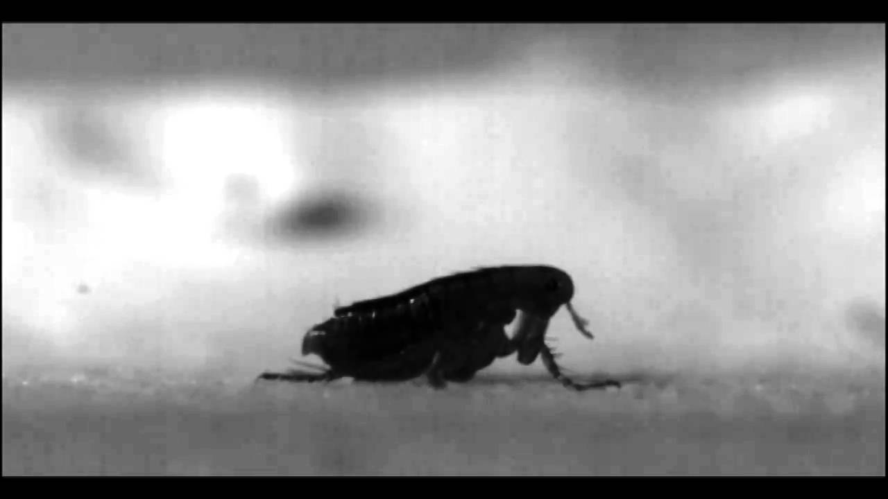 Mystery of how fleas jump resolved - YouTube