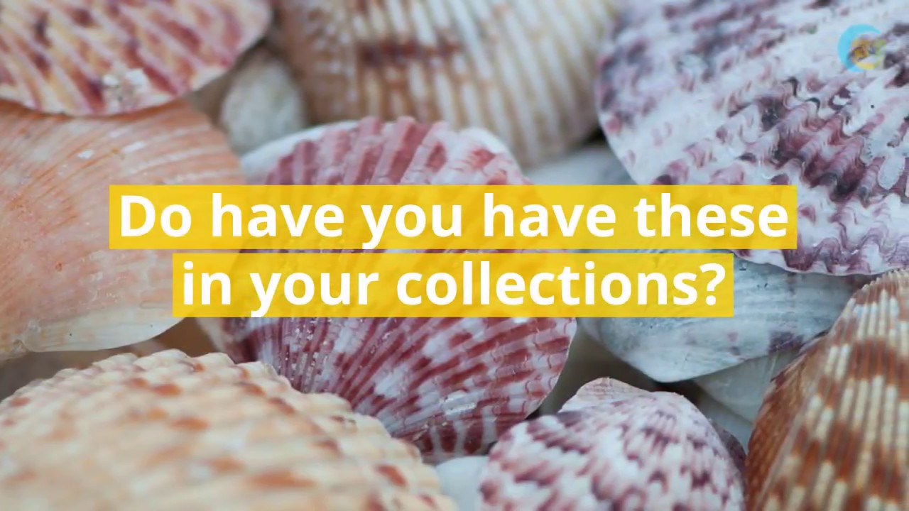 Top 3 Rare Shells You Can in Sanibel - YouTube