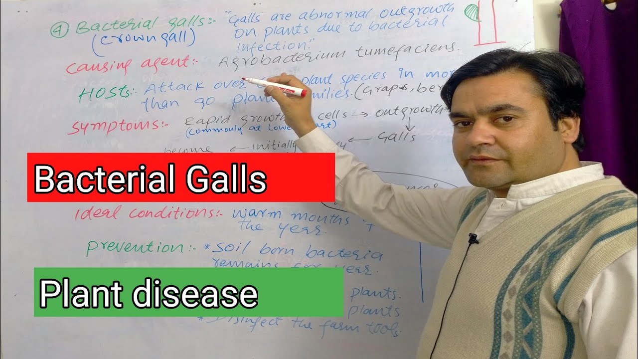 Bacterial Galls | Crown Gall | class 11 | Dt Mushtaq - YouTube