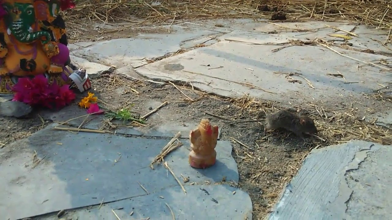 Rat doing Pooja to vinayaka - YouTube