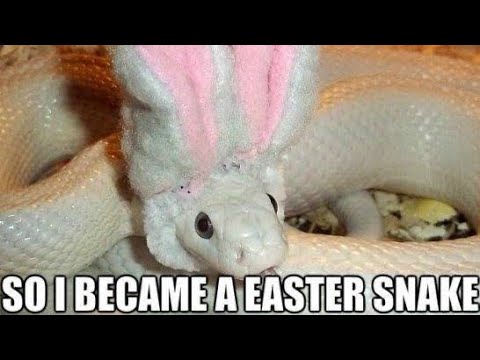 Snake memes.io ไส้กรอกอีสาน - YouTube