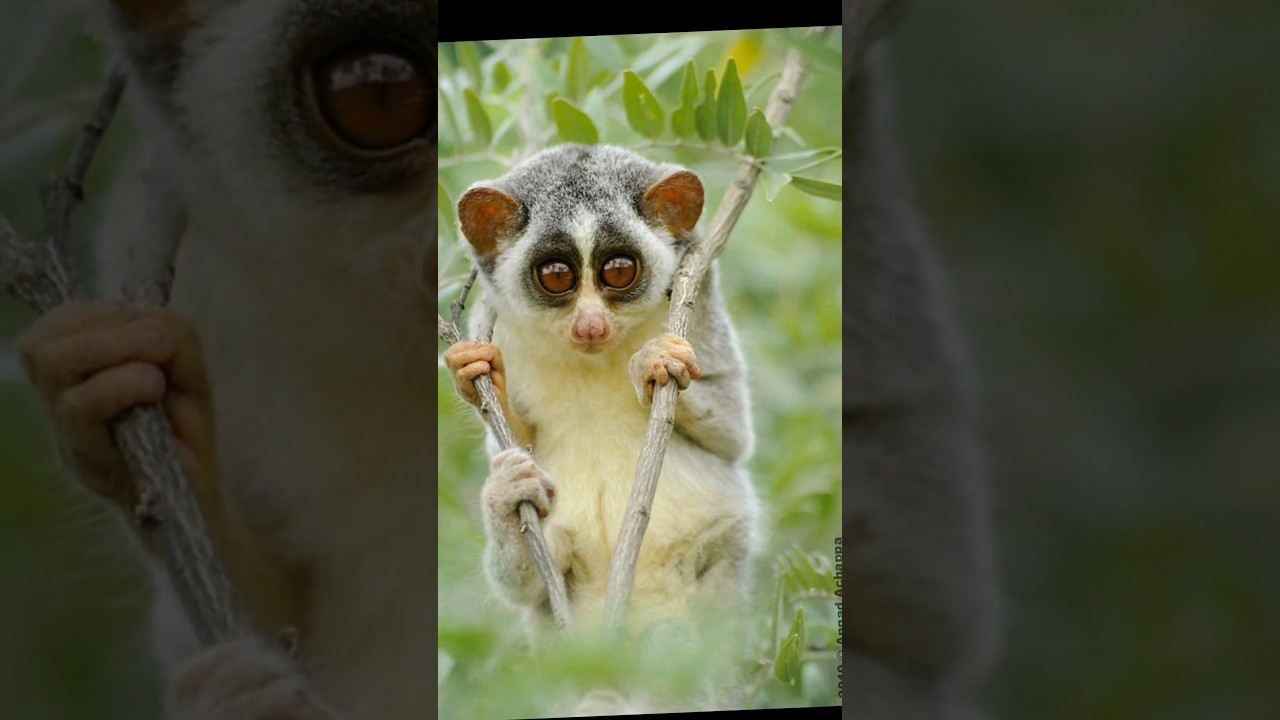 Le Loris, un singe fascinant #animaux #animal #loris #singe #primates # ...