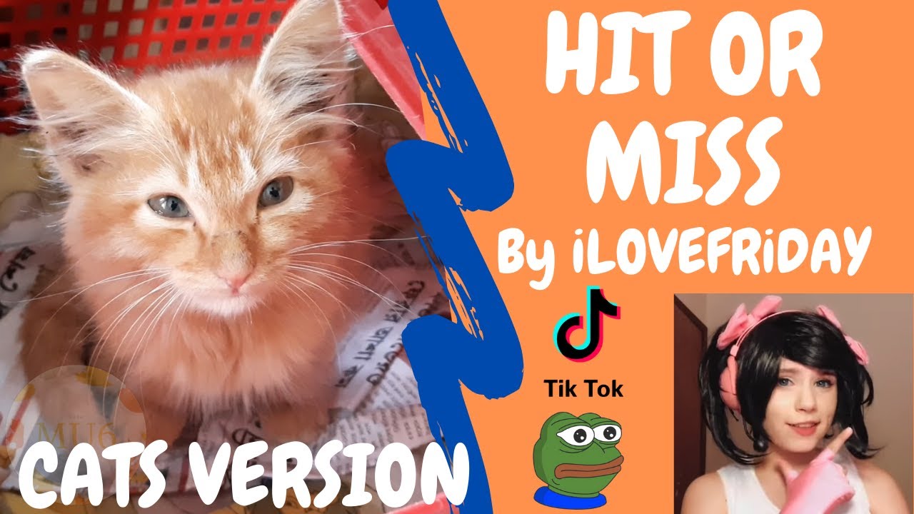 Cats Sing Hit or Miss (TikTok Meme) | Parody - YouTube