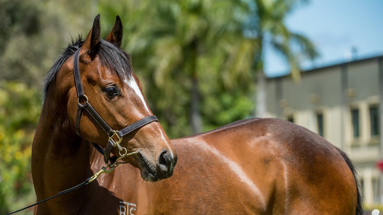 Lot 34 Needs Further x Distinctive Filly from A List Stud - YouTube