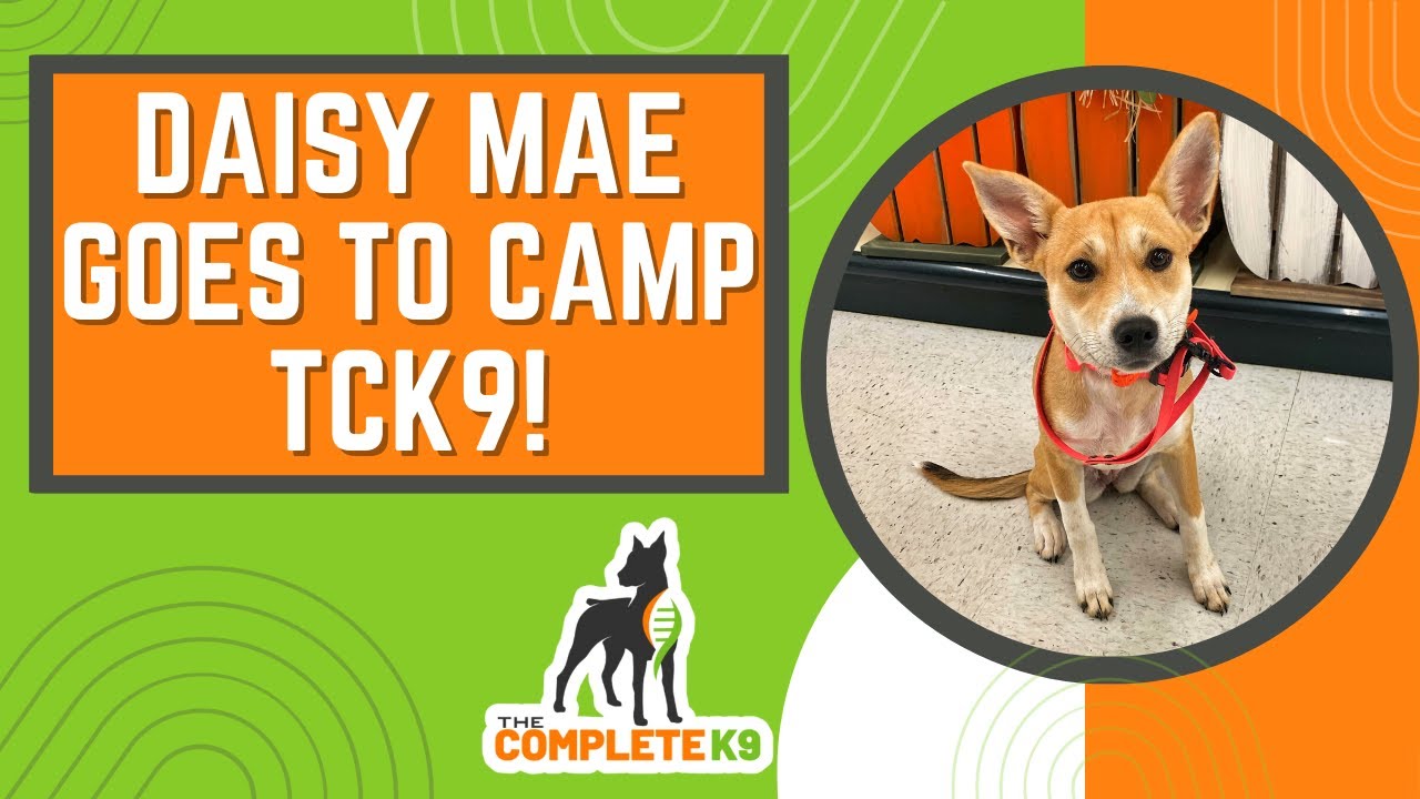 The Complete K9 - 6 Month Old Husky Mix Conquers Obedience Camp! - YouTube