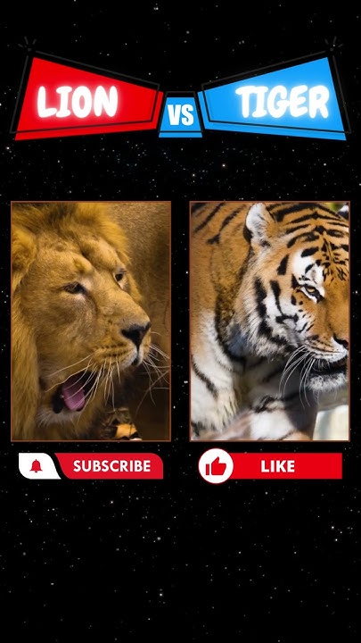 Lion vs Tiger who will win? - YouTube