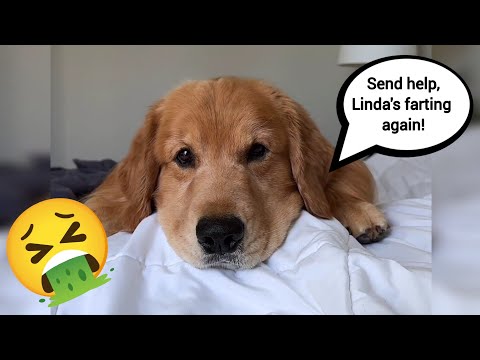 Linda farts for almost 8 seconds@TuckerBudzyn